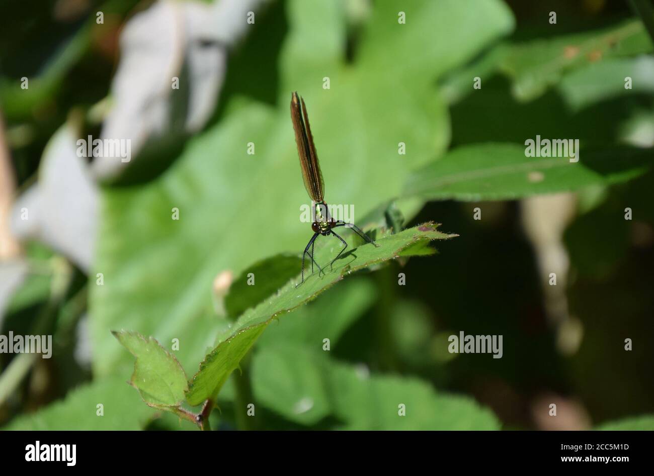 Demoiselle agrion damselfly hi-res stock photography and images - Alamy