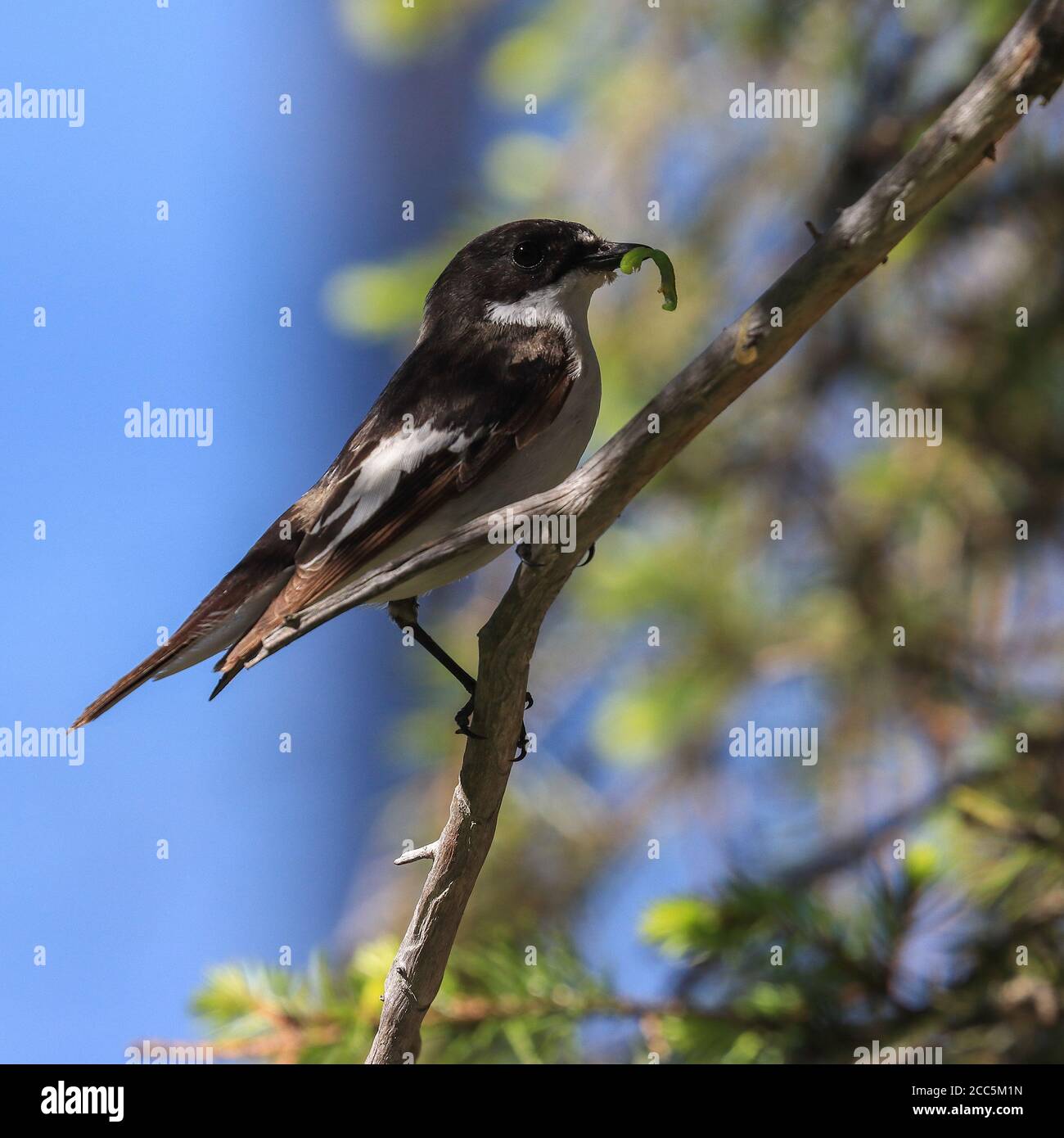 European pied flycatcher Stock Photo - Alamy