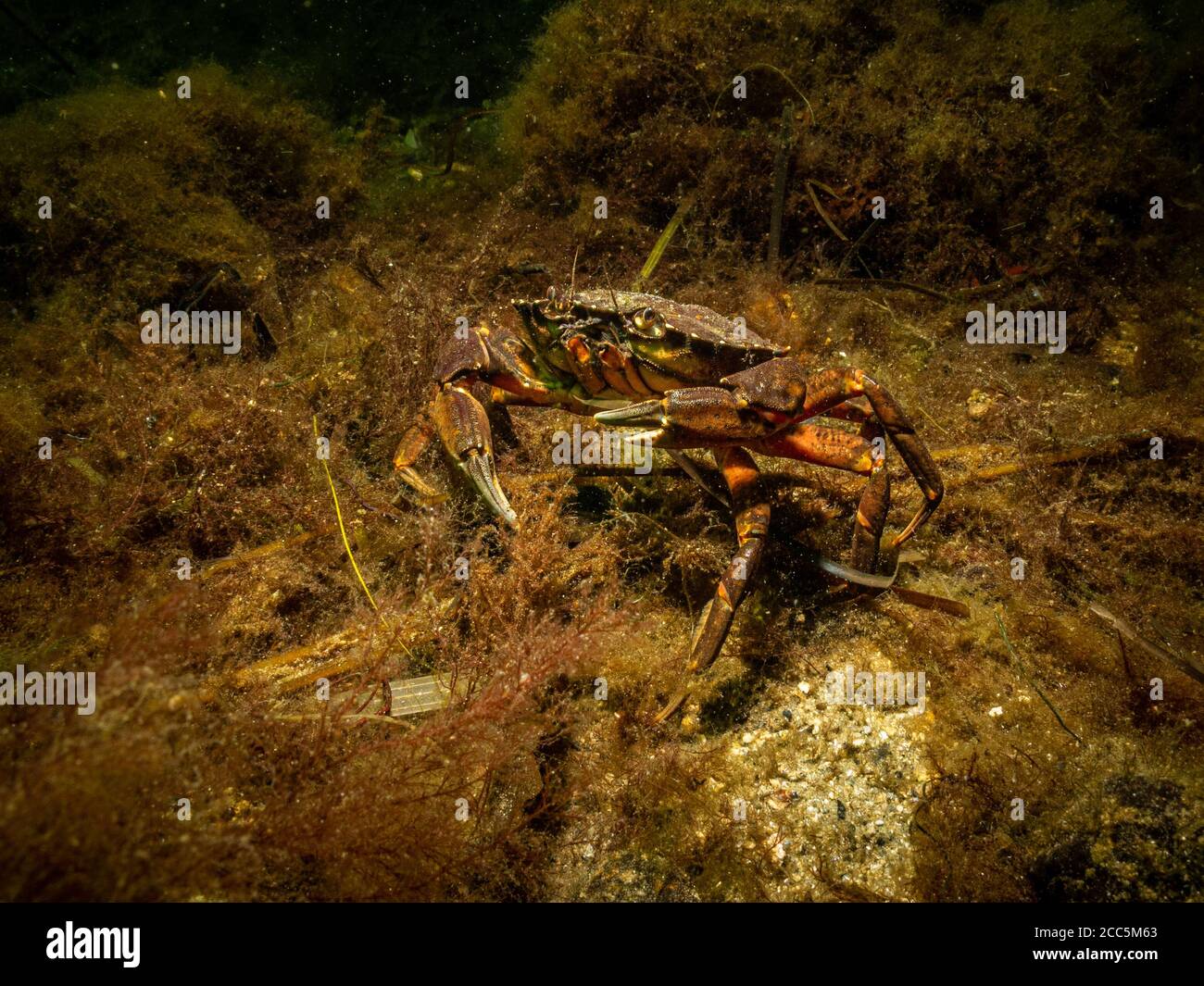 A closeup picture of two crabs getting ready for an underwater crab ...