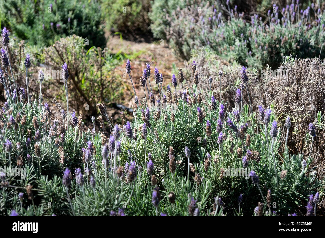 The beautiful lavender fields plantation (Lavandula dentata - a species ...