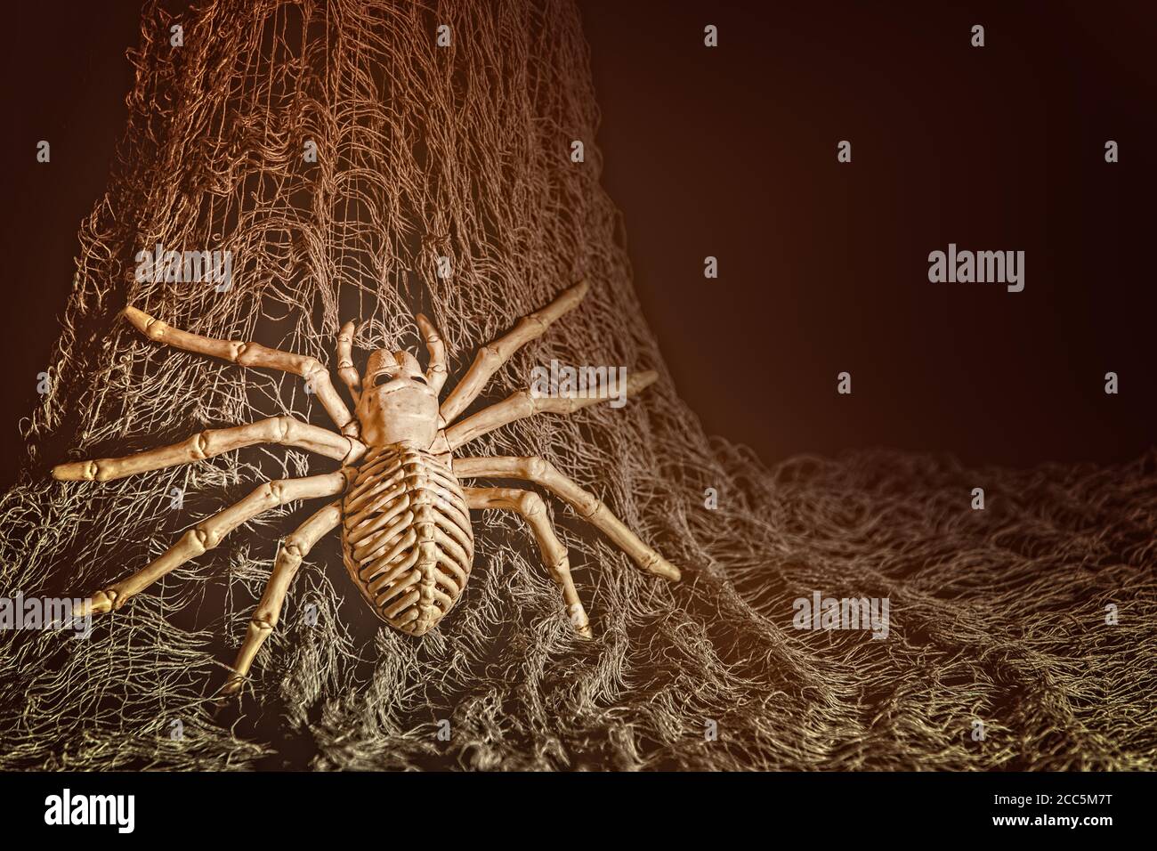 Insect skeleton hi-res stock photography and images - Alamy