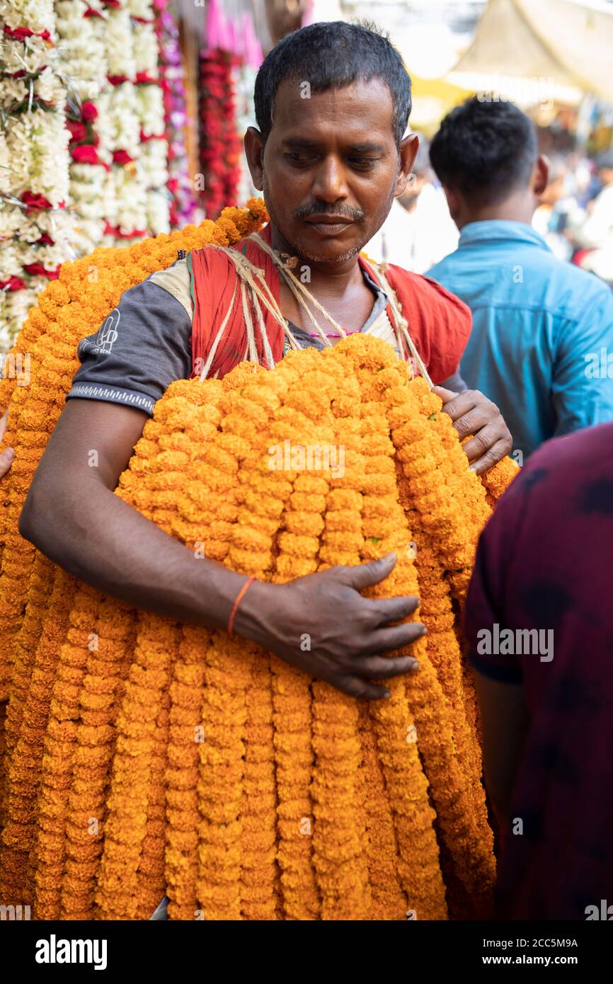 Indian carnation hi-res stock photography and images - Alamy
