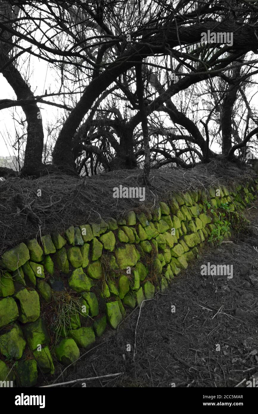 mossy stone wall Stock Photo - Alamy
