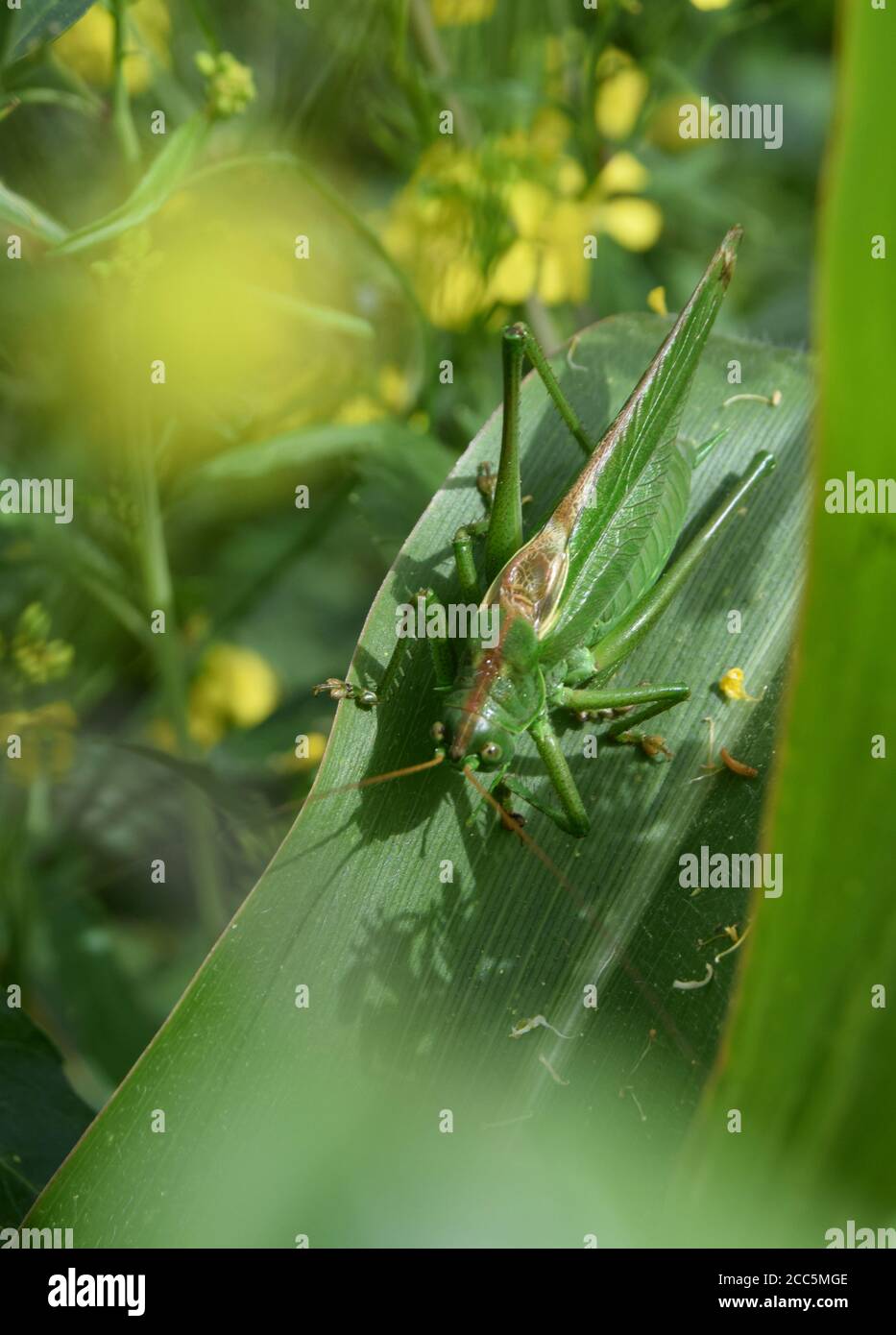 Bush cricket through vegetation hi-res stock photography and images - Alamy