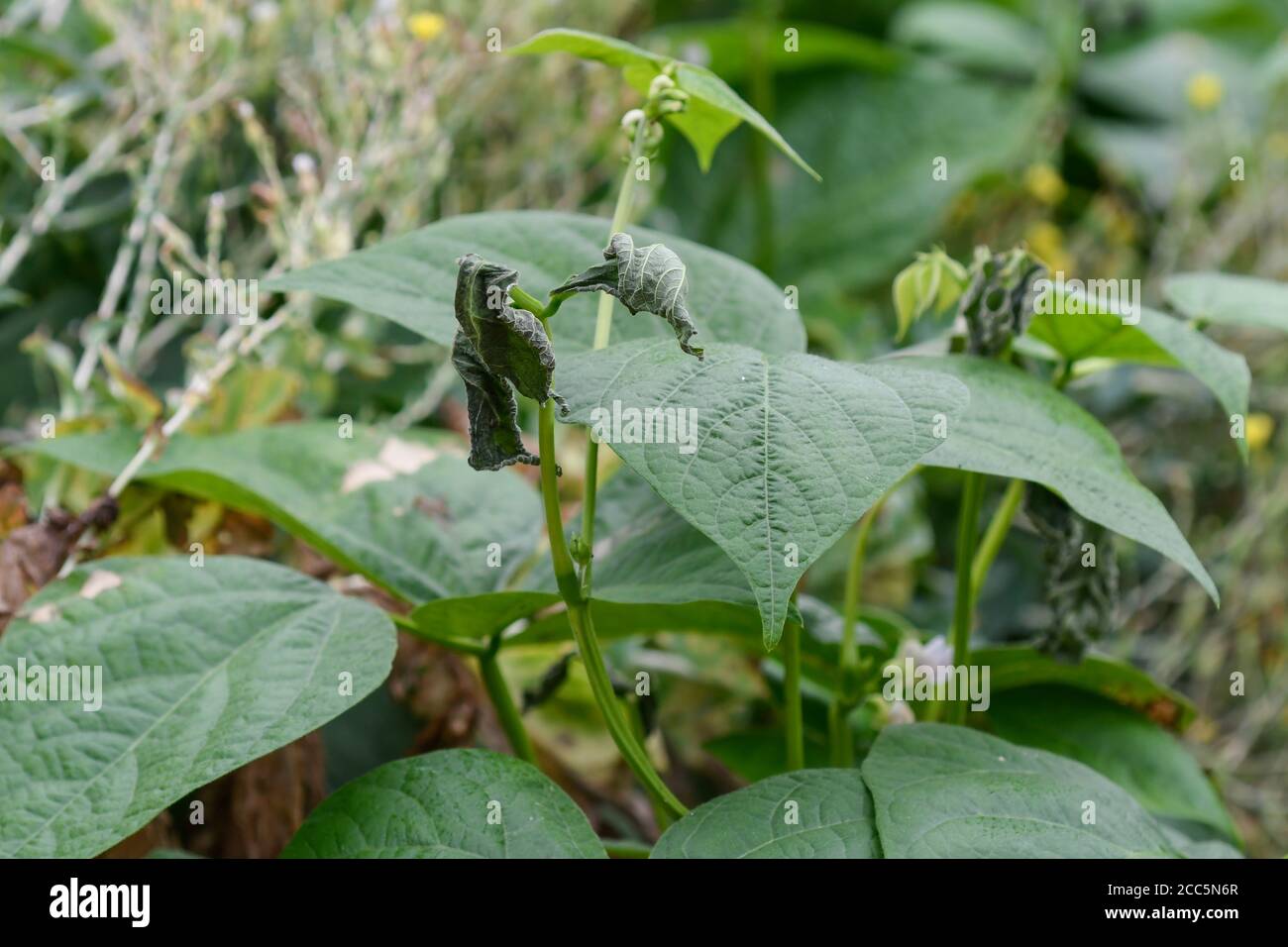 Bean plant damage hi-res stock photography and images - Alamy