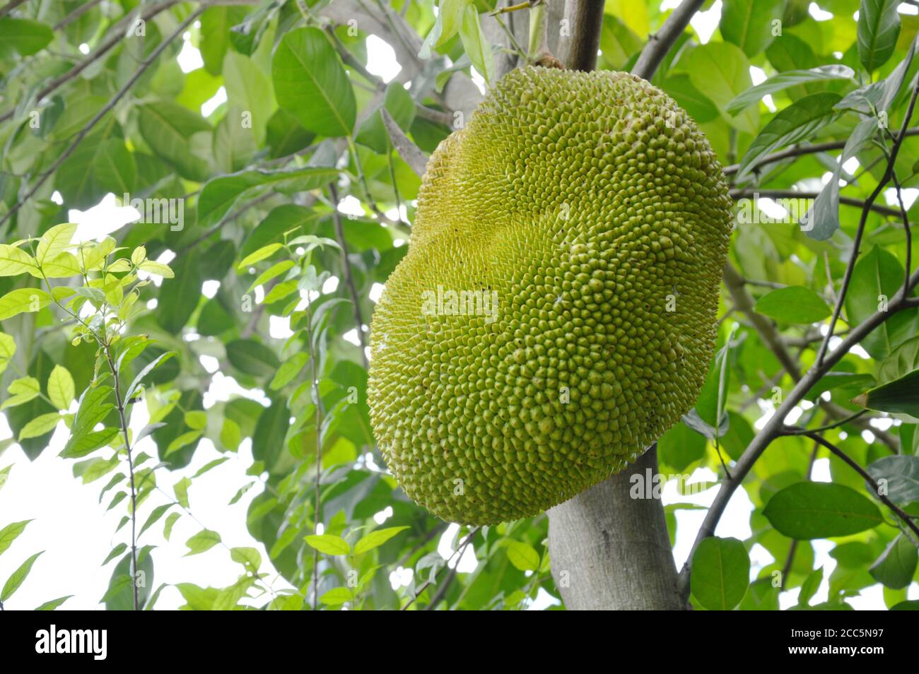 jack fruit growing hanging from branch on tree in farm Stock Photo - Alamy