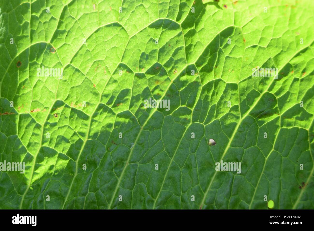fractal leaf patterns Stock Photo - Alamy