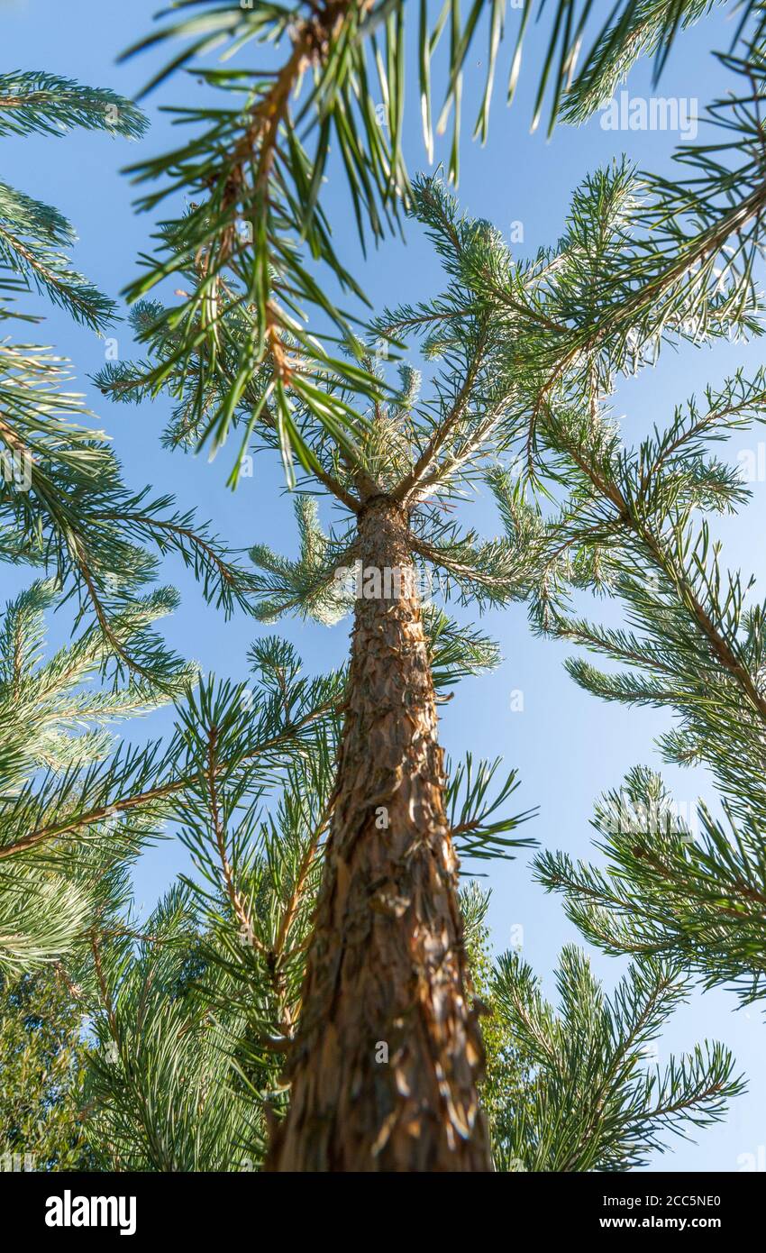 Climbing a scots pine tree hi-res stock photography and images - Alamy