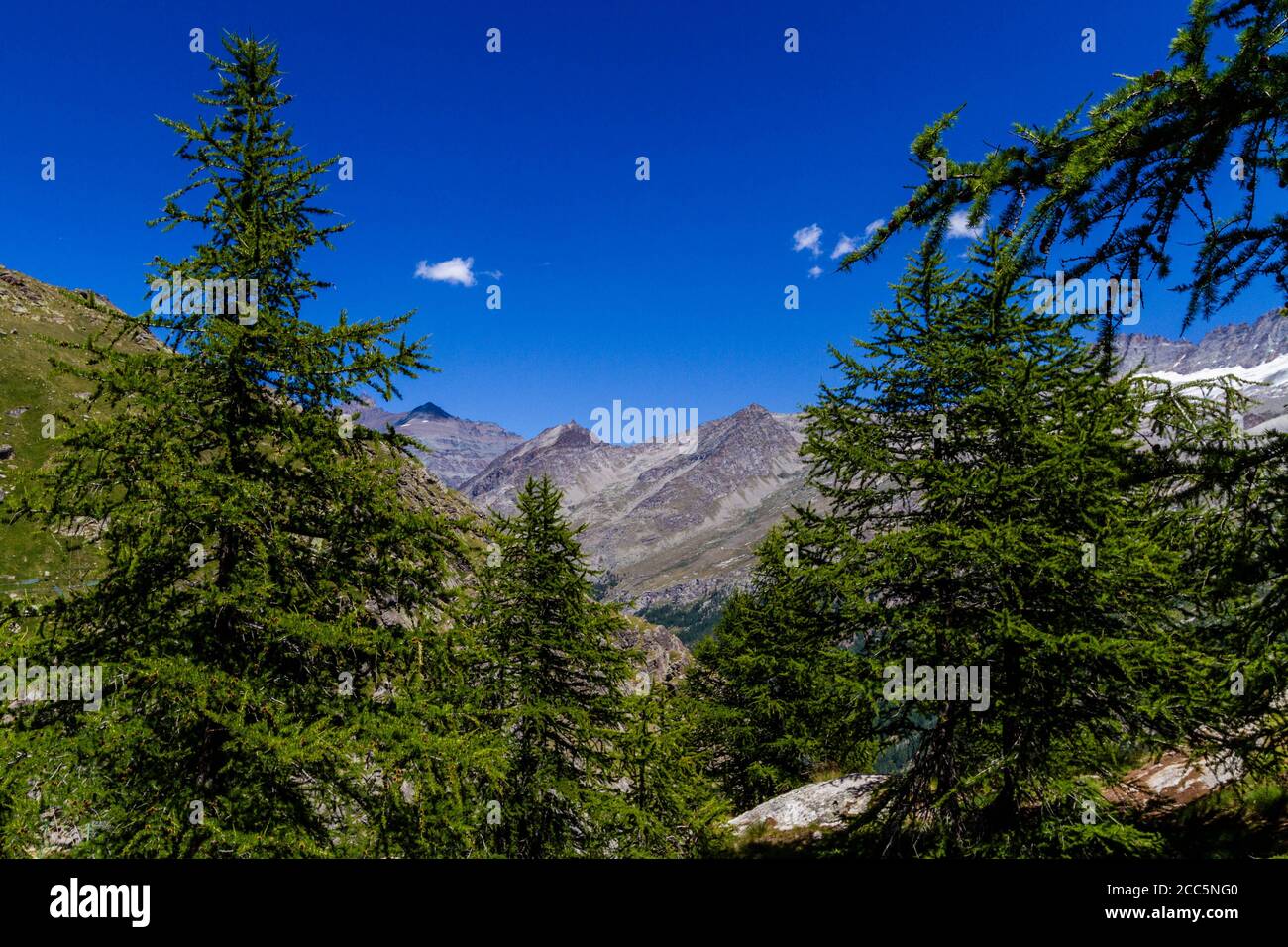 Beautiful forest in italian alps hi-res stock photography and images ...