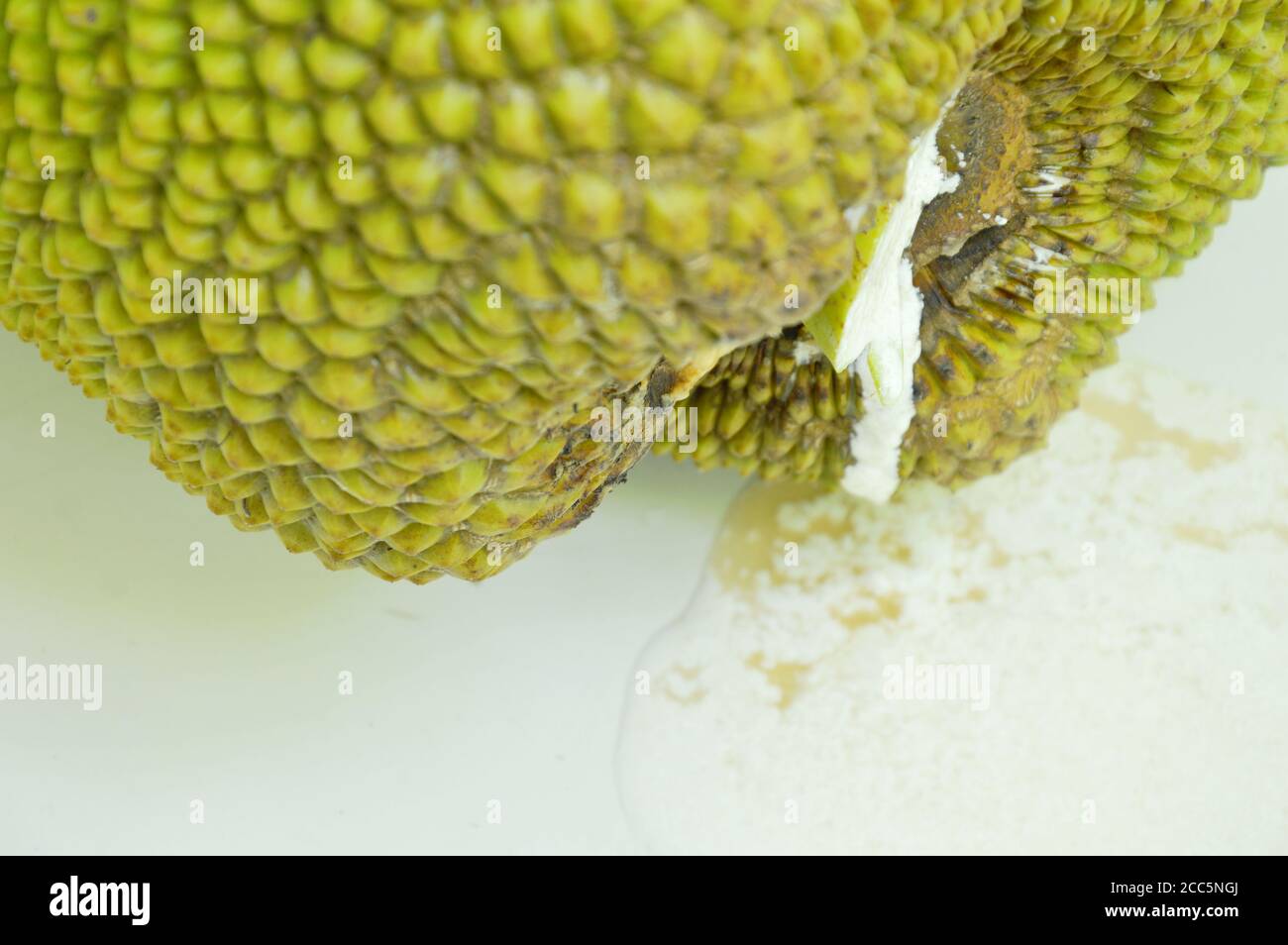Jack fruit gum flowing from hi-res stock photography and images - Alamy