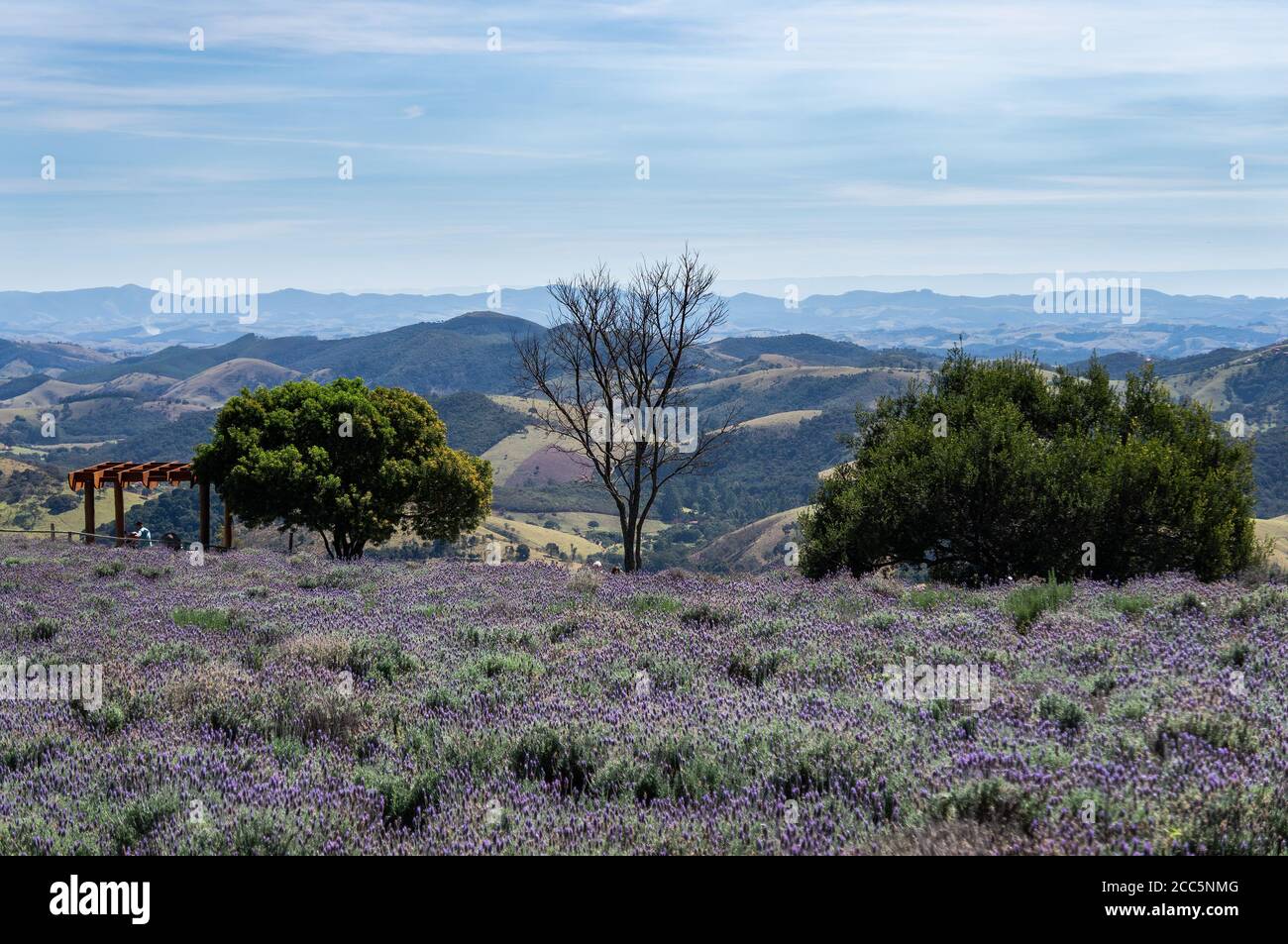 Lavender without flowers hi-res stock photography and images - Alamy