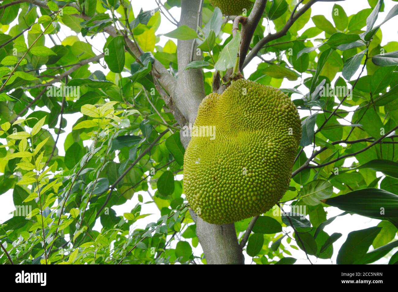 jack fruit growing hanging from branch on tree in farm Stock Photo - Alamy