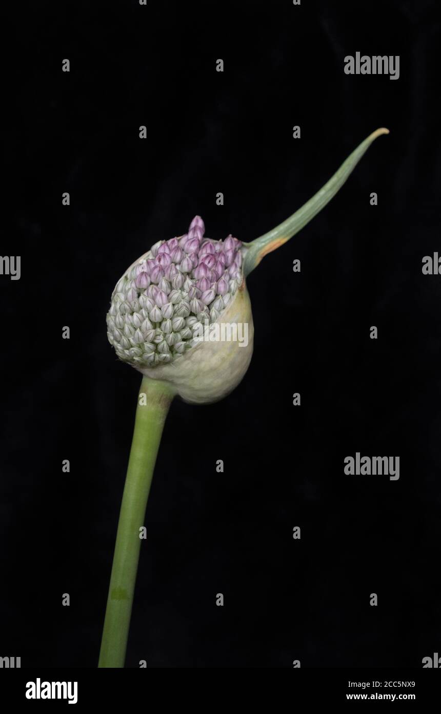 White blooms emerging hi-res stock photography and images - Alamy