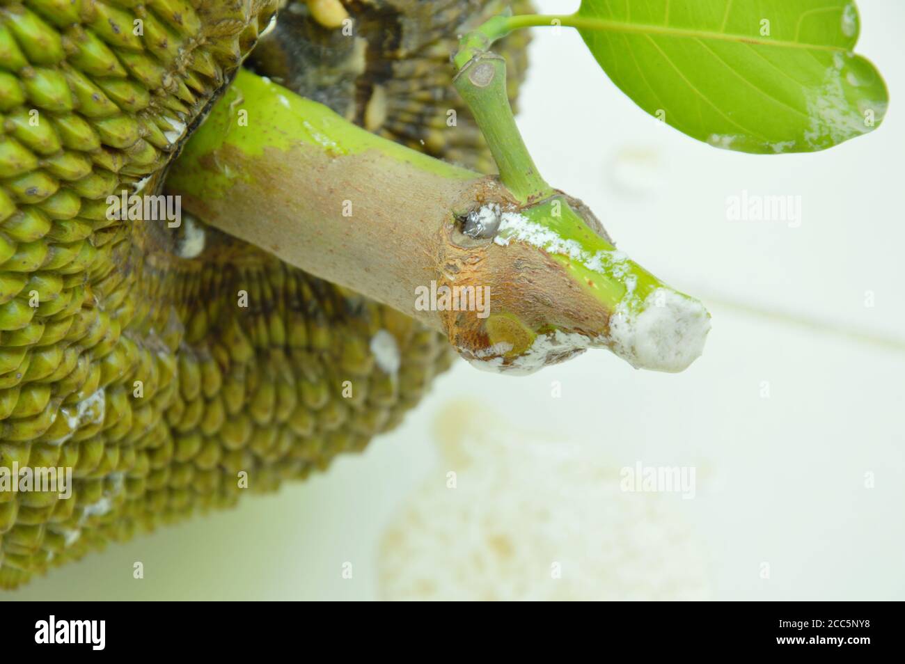 jack fruit gum flowing from calyx dropping on tile floor Stock Photo ...