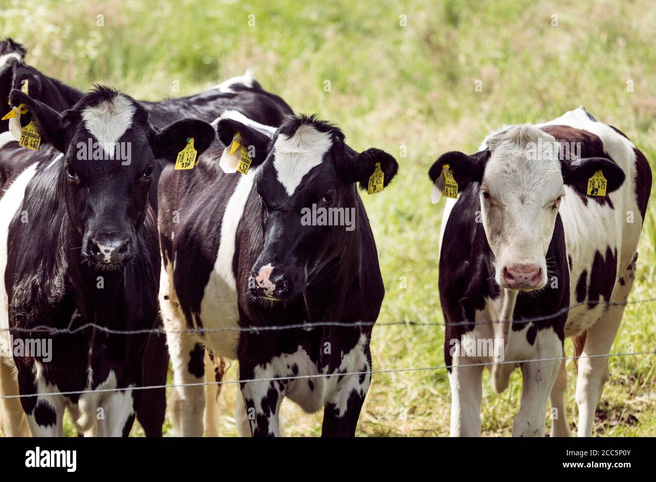 Cows in a paddock hi-res stock photography and images - Alamy