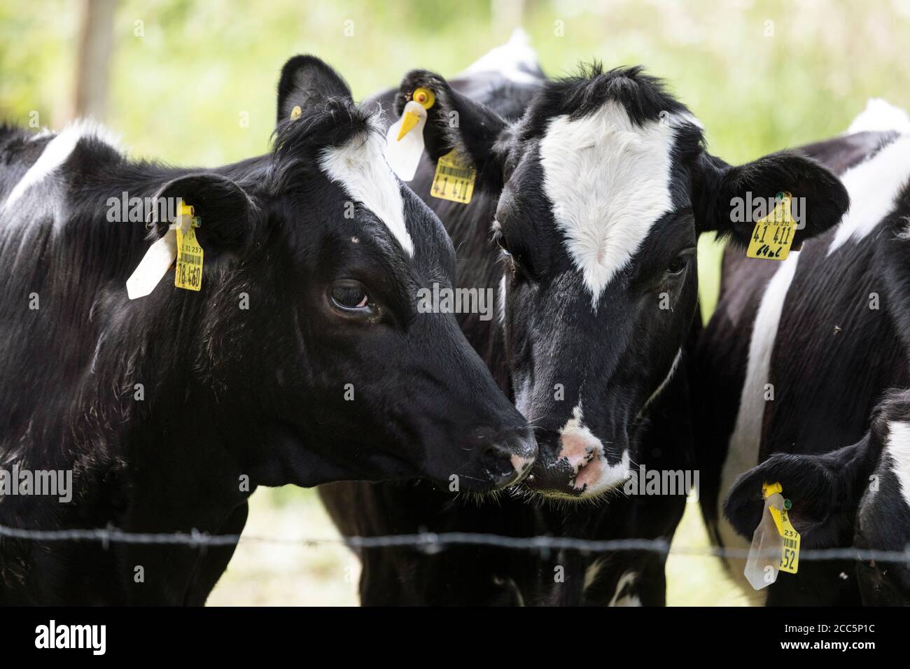 Cows in a paddock hi-res stock photography and images - Alamy