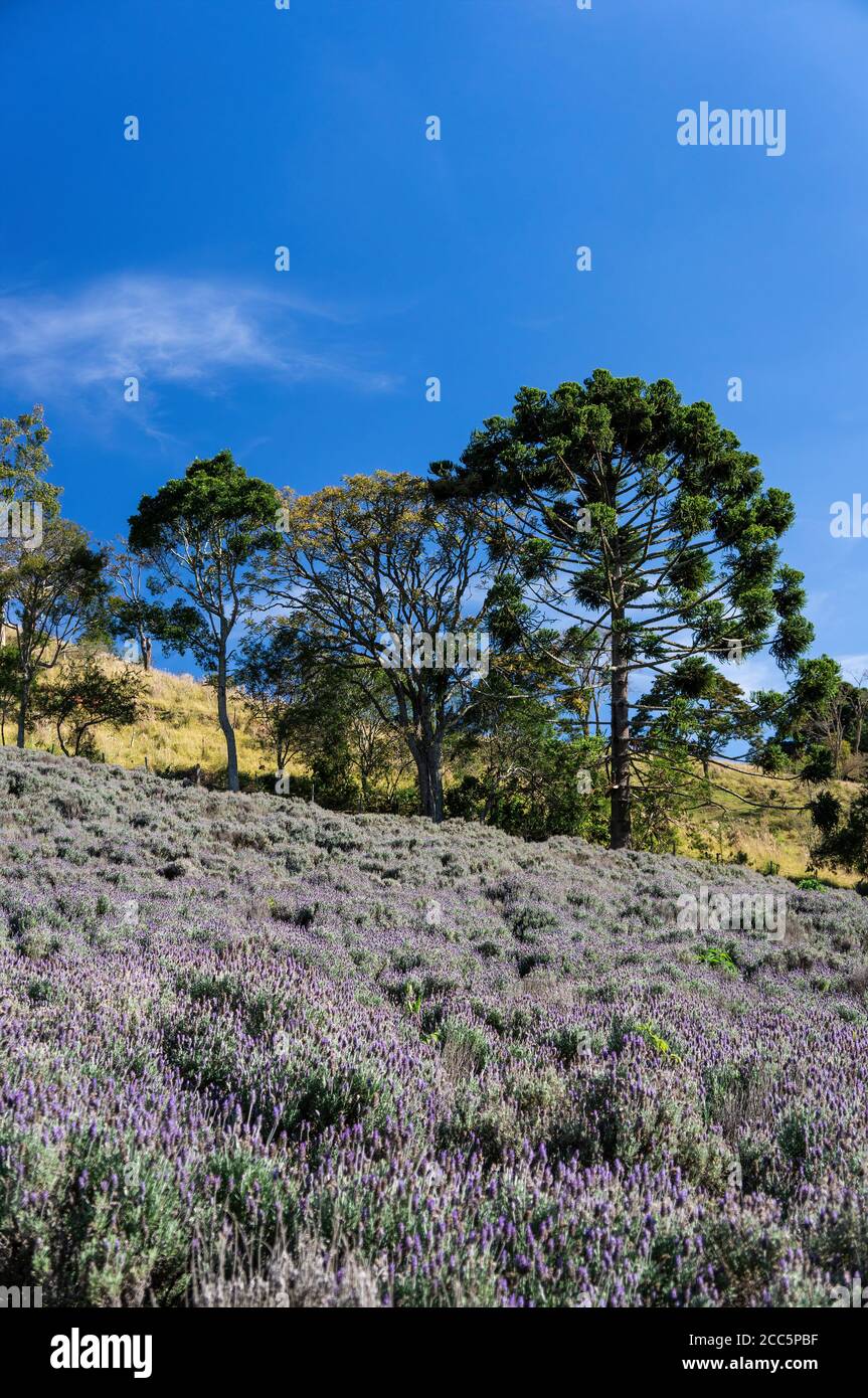 A large Lavender field plantation cultivated on hillside inside the ...
