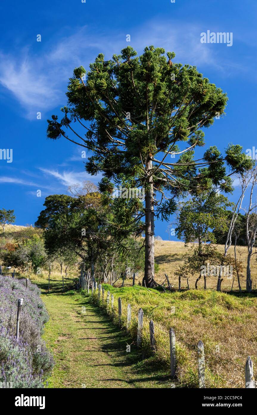 Brazilian pine tree hi-res stock photography and images - Alamy