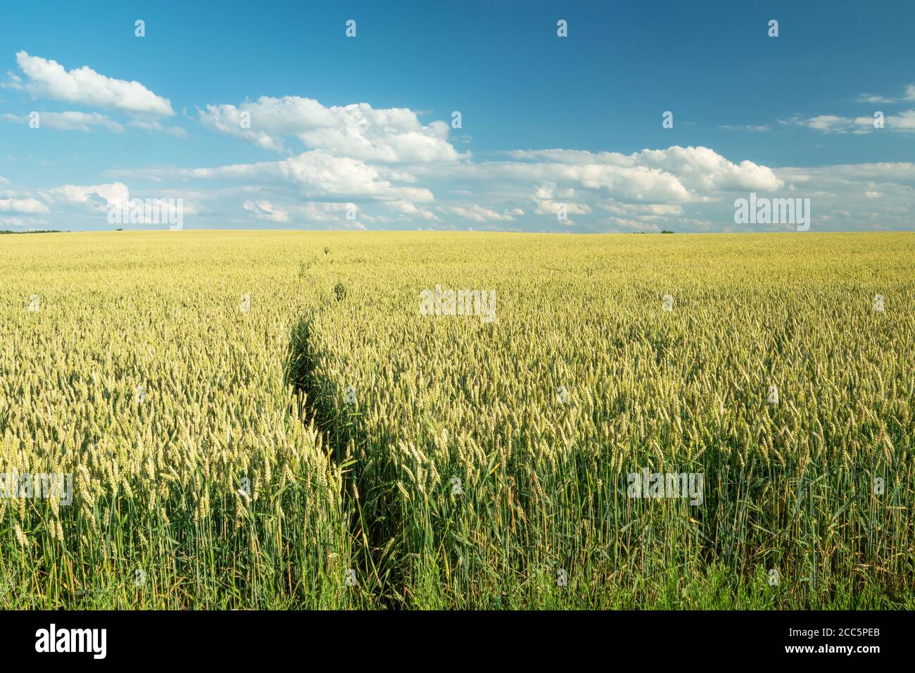 Animal path hi-res stock photography and images - Alamy