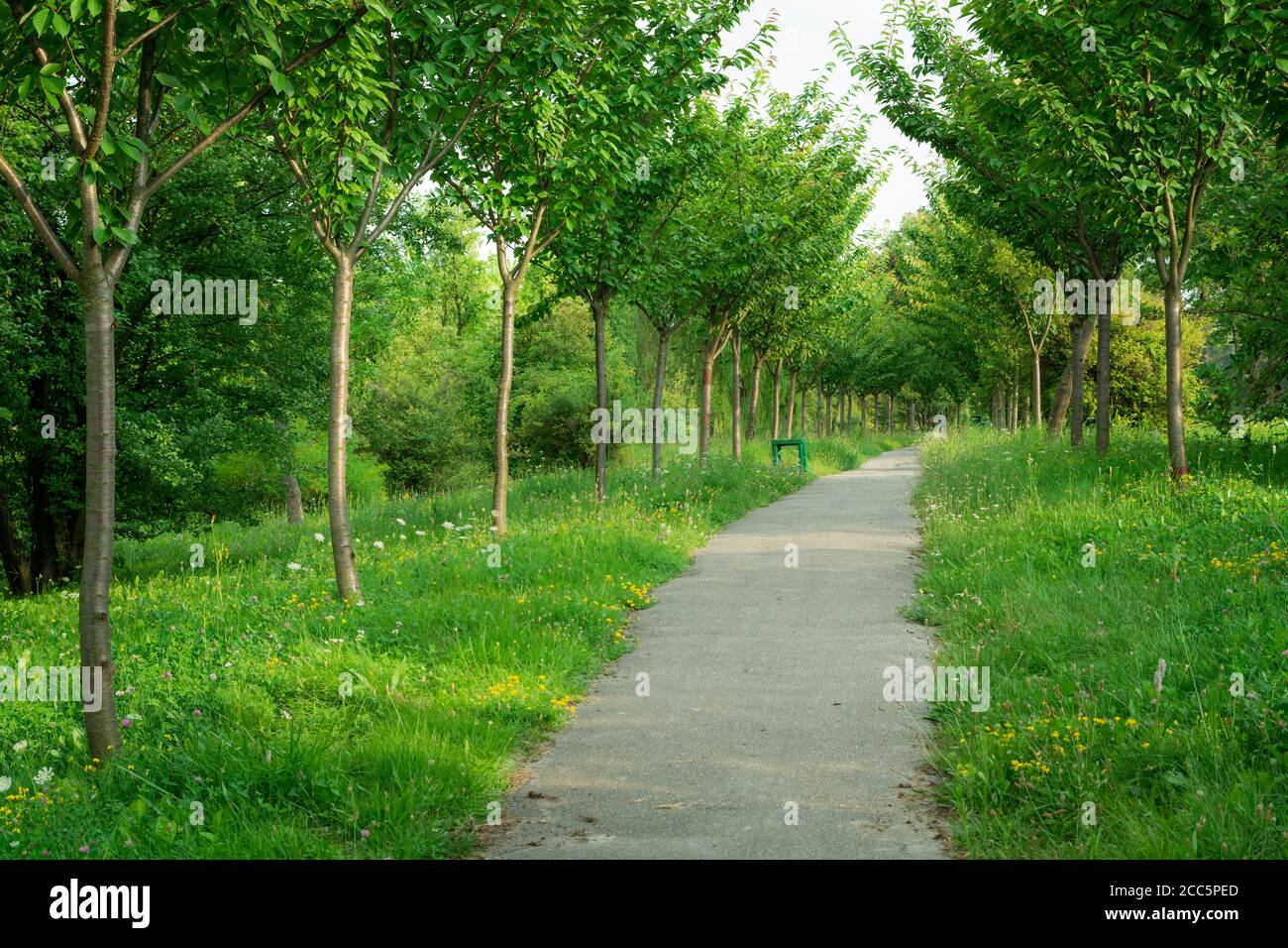 Row of young trees hi-res stock photography and images - Alamy