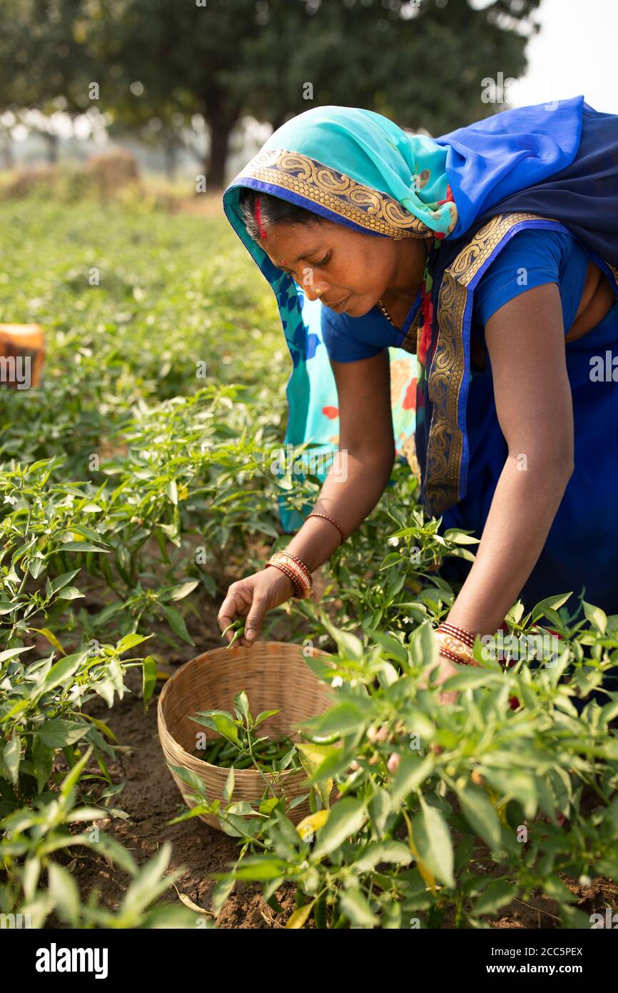An Indian woman in a traditional blue sari dress harvests chili peppers ...