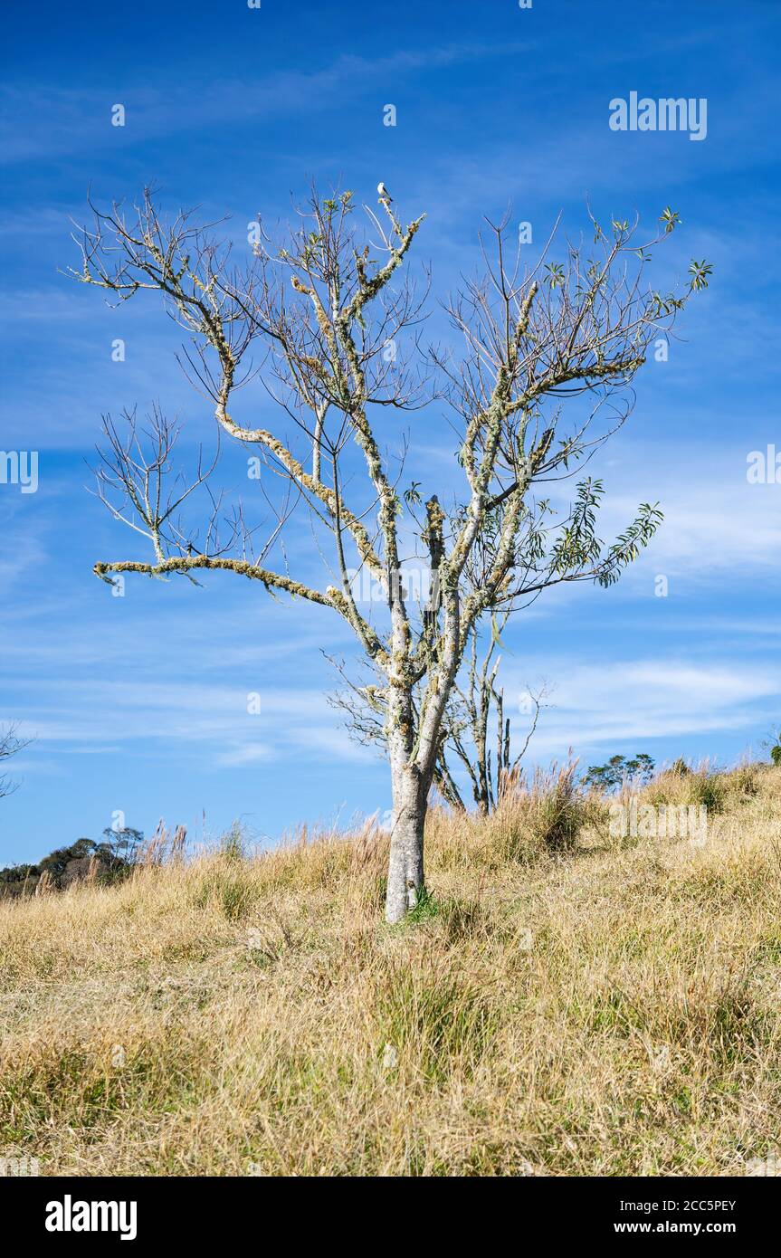Tree without leaves hi-res stock photography and images - Alamy