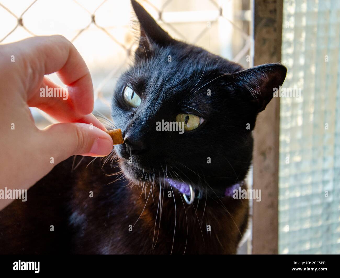 Black food cat hi-res stock photography and images - Alamy