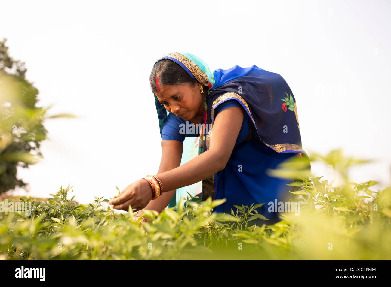 An Indian woman in a traditional blue sari dress harvests chili peppers ...