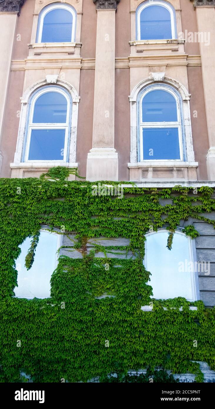 Windows and vines Stock Photo - Alamy