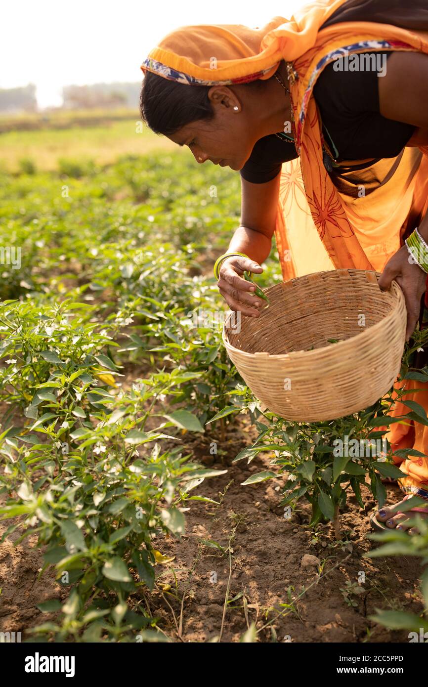 An Indian woman in a traditional orange sari dress harvests chili ...