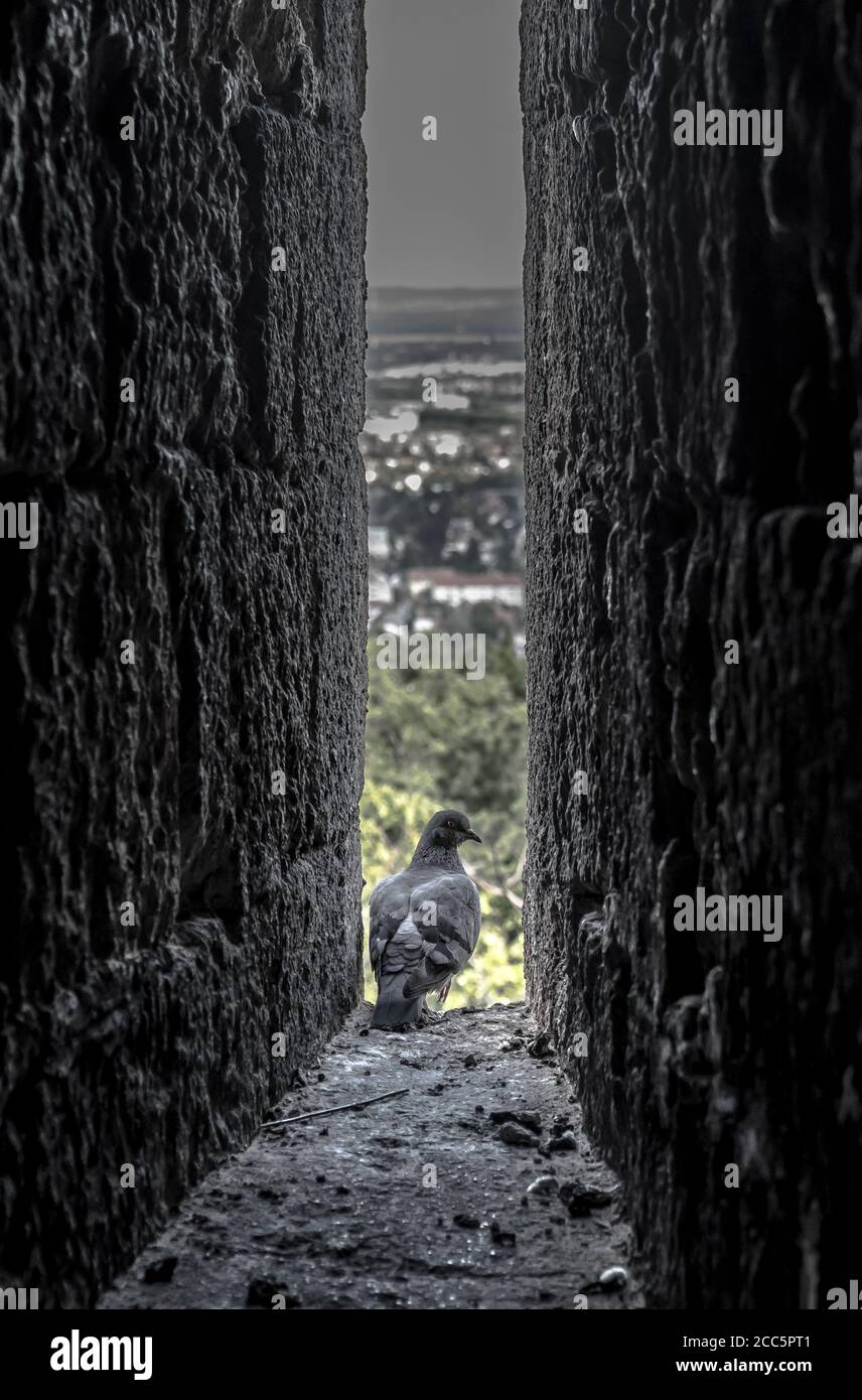 Dove Sits In Narrow Stone Window Of Old Castle Stock Photo - Alamy