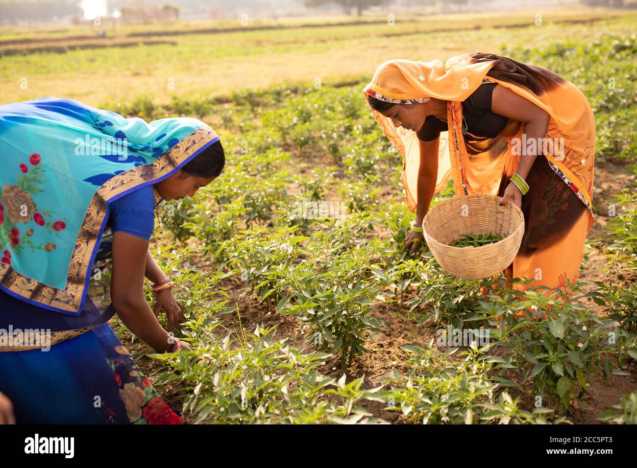 A woman harvests chili peppers in a field in rural Bihar, India, South ...