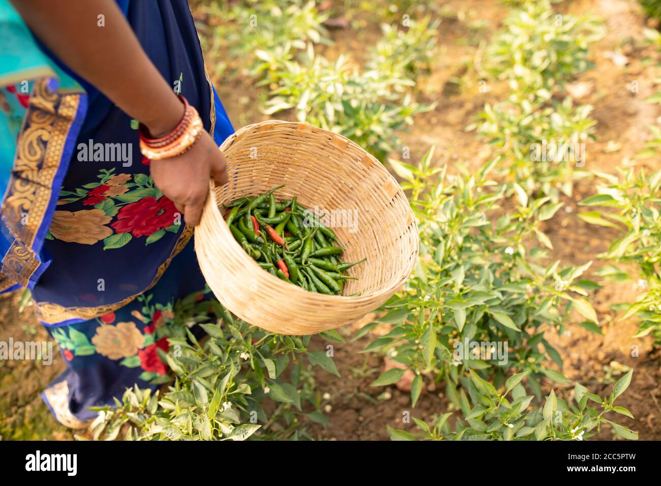 Chili pepper field india hi-res stock photography and images - Alamy