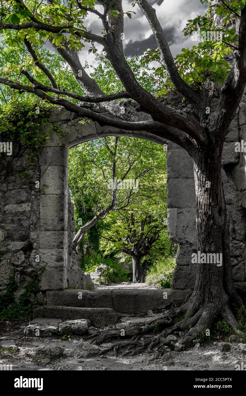 Mystic Door Of Decayed Building Overgrown By A Gnarly Tree Stock Photo ...