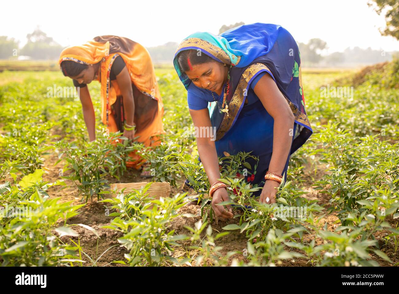 India chili pepper field hi-res stock photography and images - Alamy