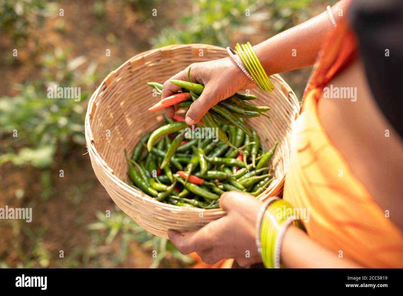 Chili pepper field india hi-res stock photography and images - Alamy