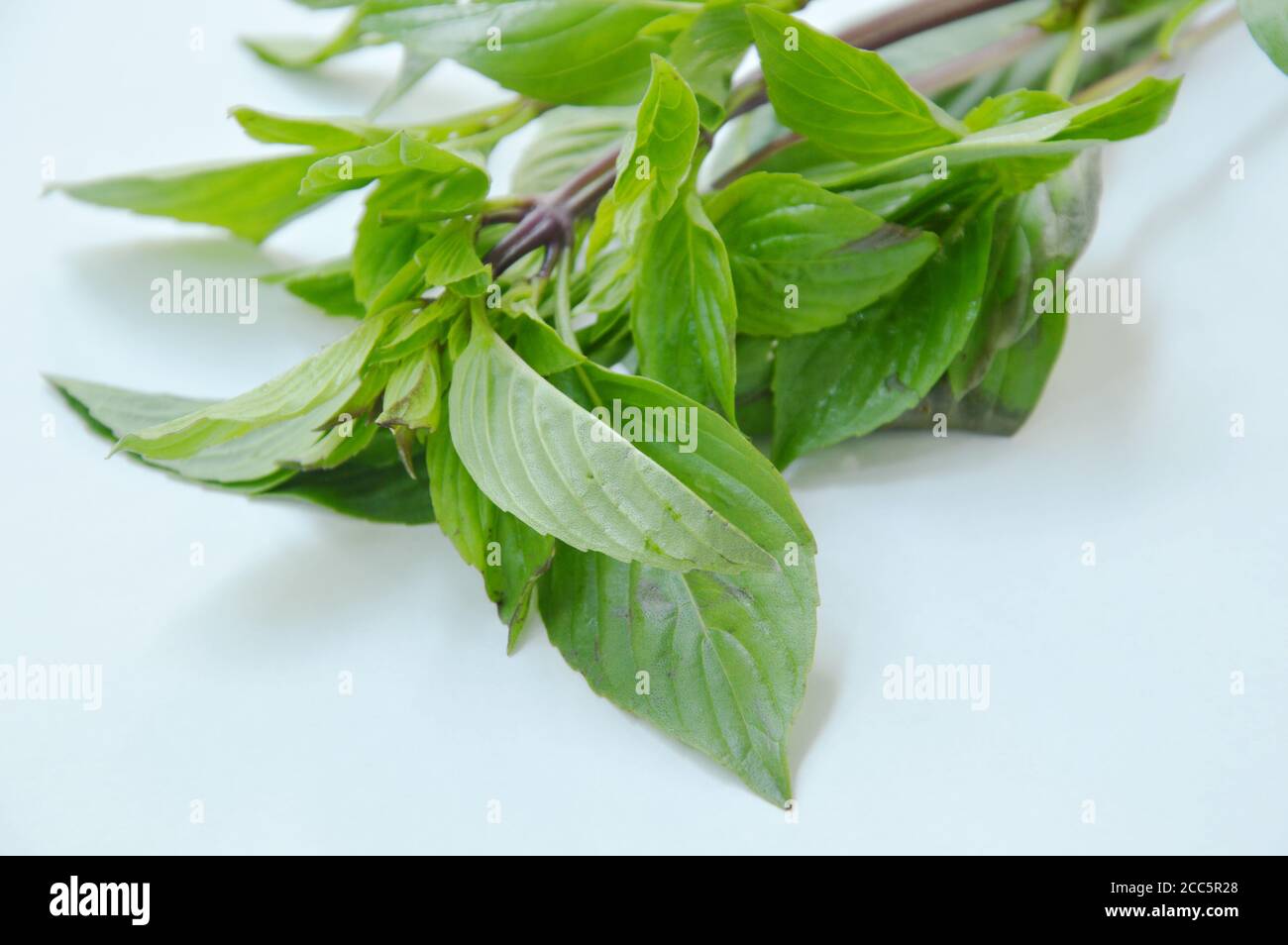fresh basil leaf tropical herb and food ingredient on white background ...
