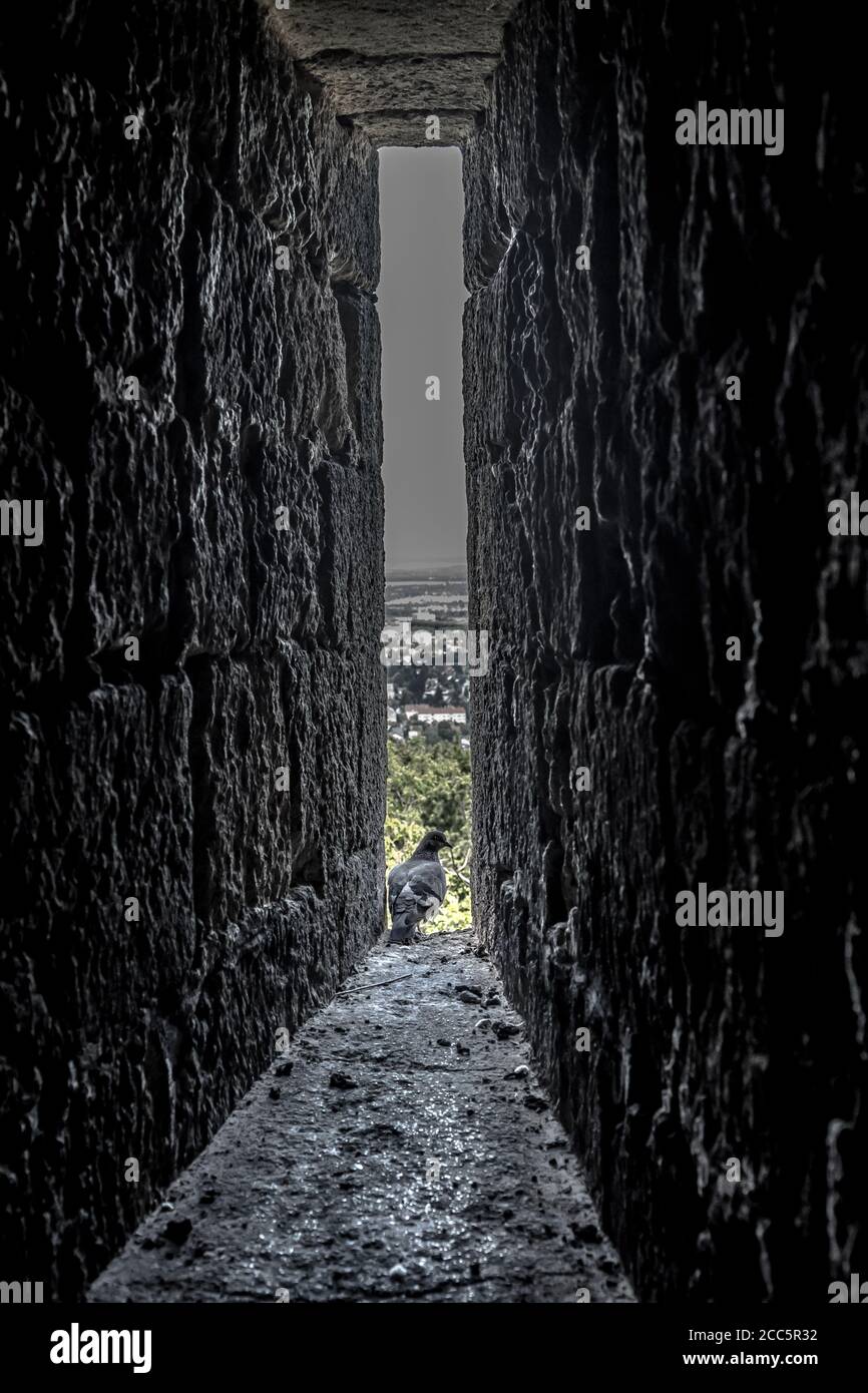 Dove Sits In Narrow Stone Window Of Old Castle Stock Photo - Alamy