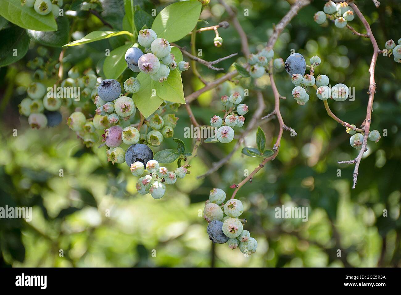Blueberry cluster hi-res stock photography and images - Alamy