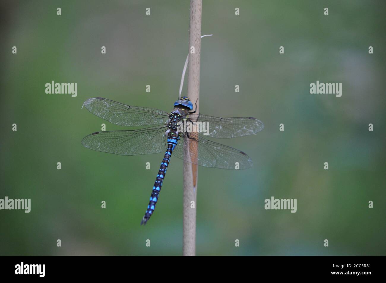 Dragonfly colors hi-res stock photography and images - Alamy