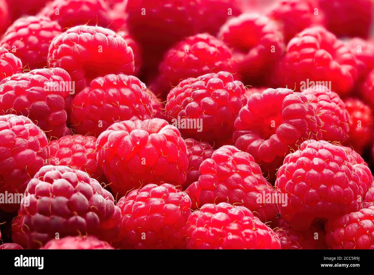Fresh ripe red raspberries background close-up. Healthy organic food ...