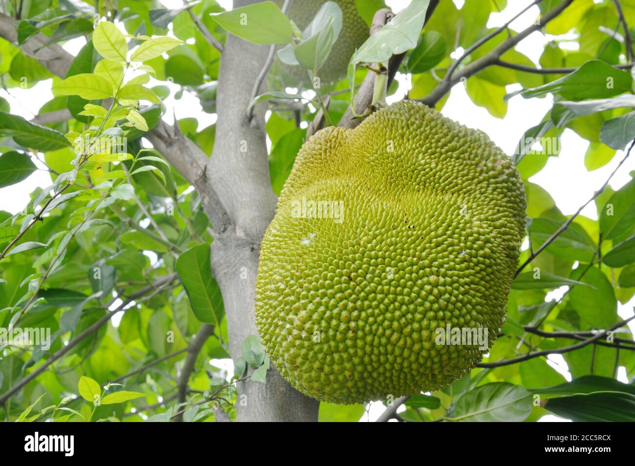 Harvesting jackfruit hi-res stock photography and images - Alamy