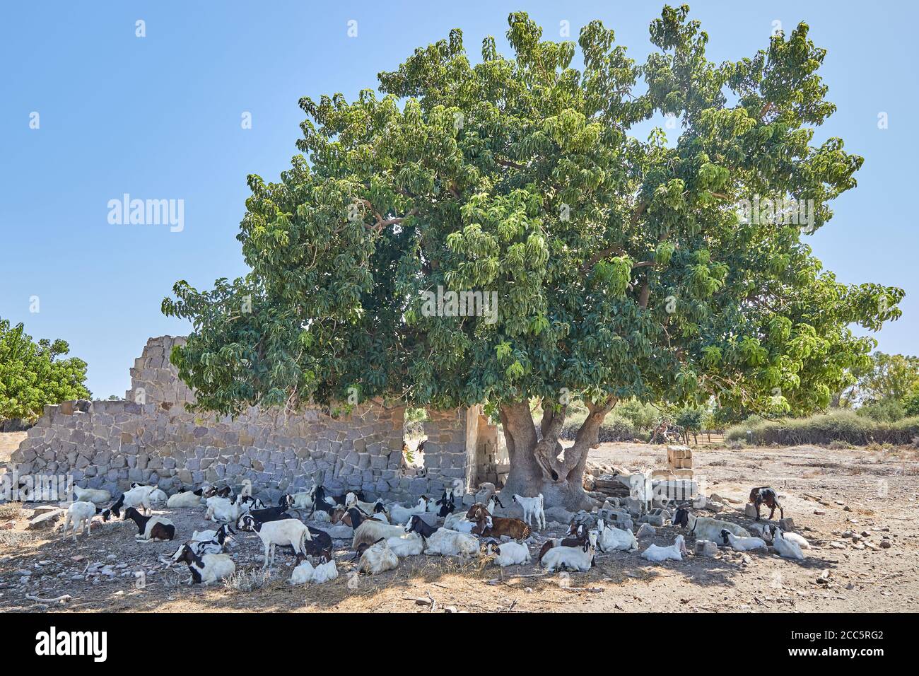 Muster of goats sheltering beoynd tree shadow Stock Photo - Alamy