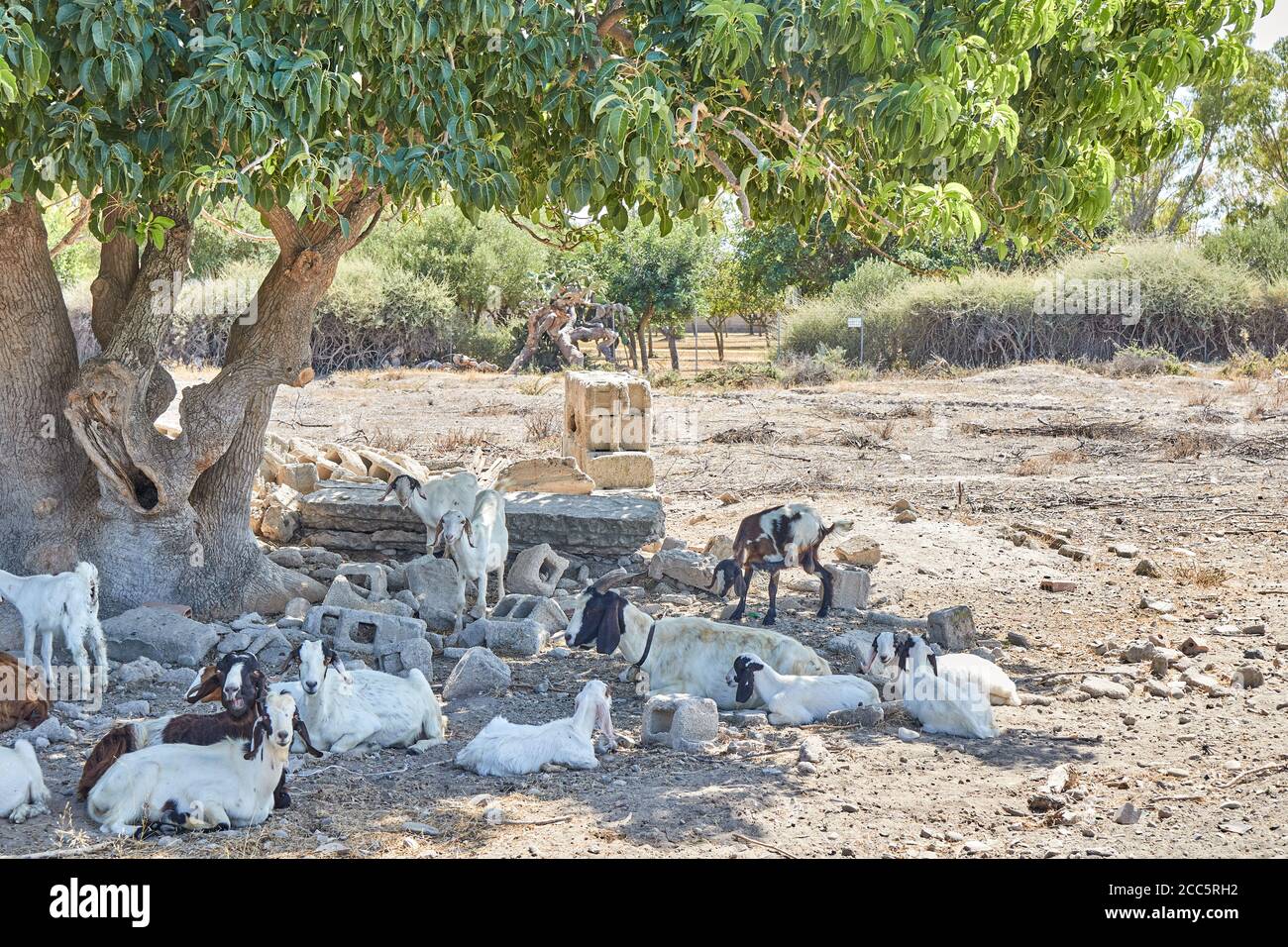Muster of goats sheltering beoynd tree shadow Stock Photo - Alamy