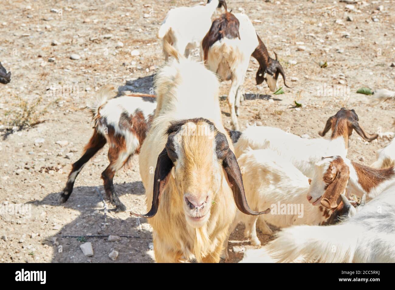 Muster of goats Stock Photo - Alamy