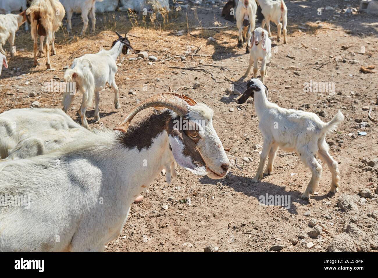 Muster of goats Stock Photo - Alamy