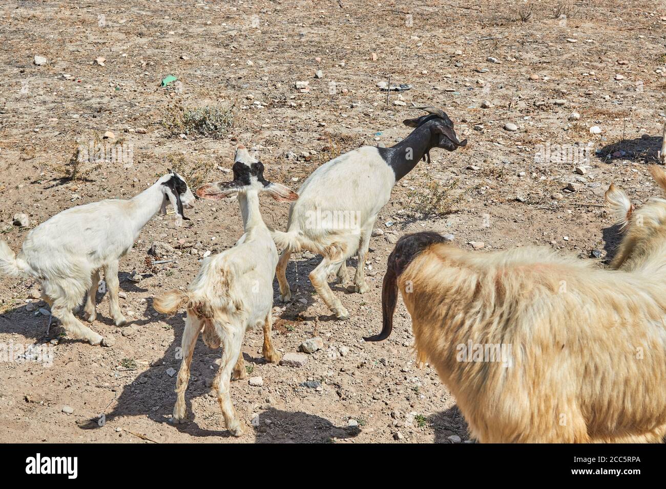 Muster of goats during toilet Stock Photo - Alamy