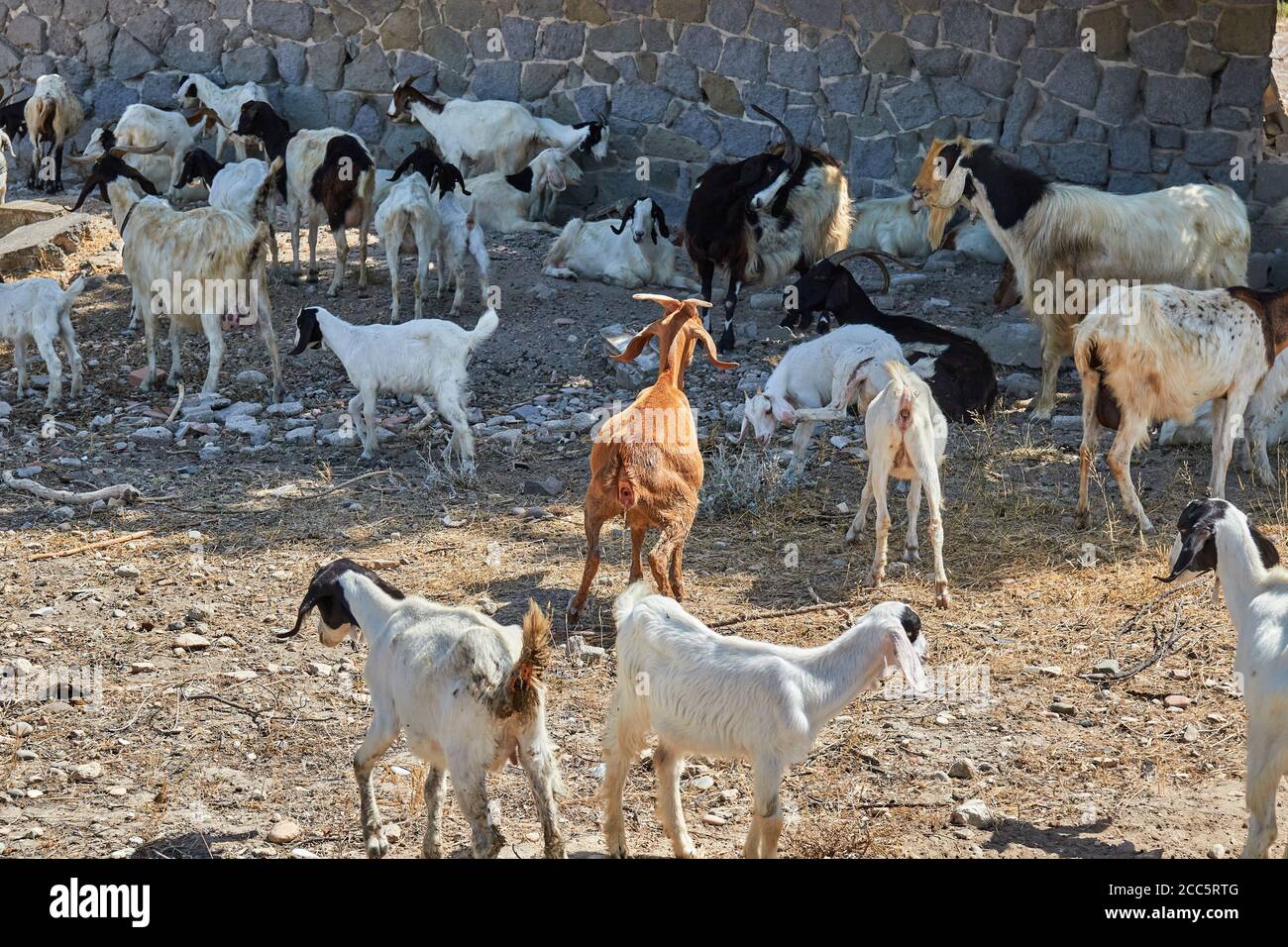 Muster of goats during toilet Stock Photo - Alamy