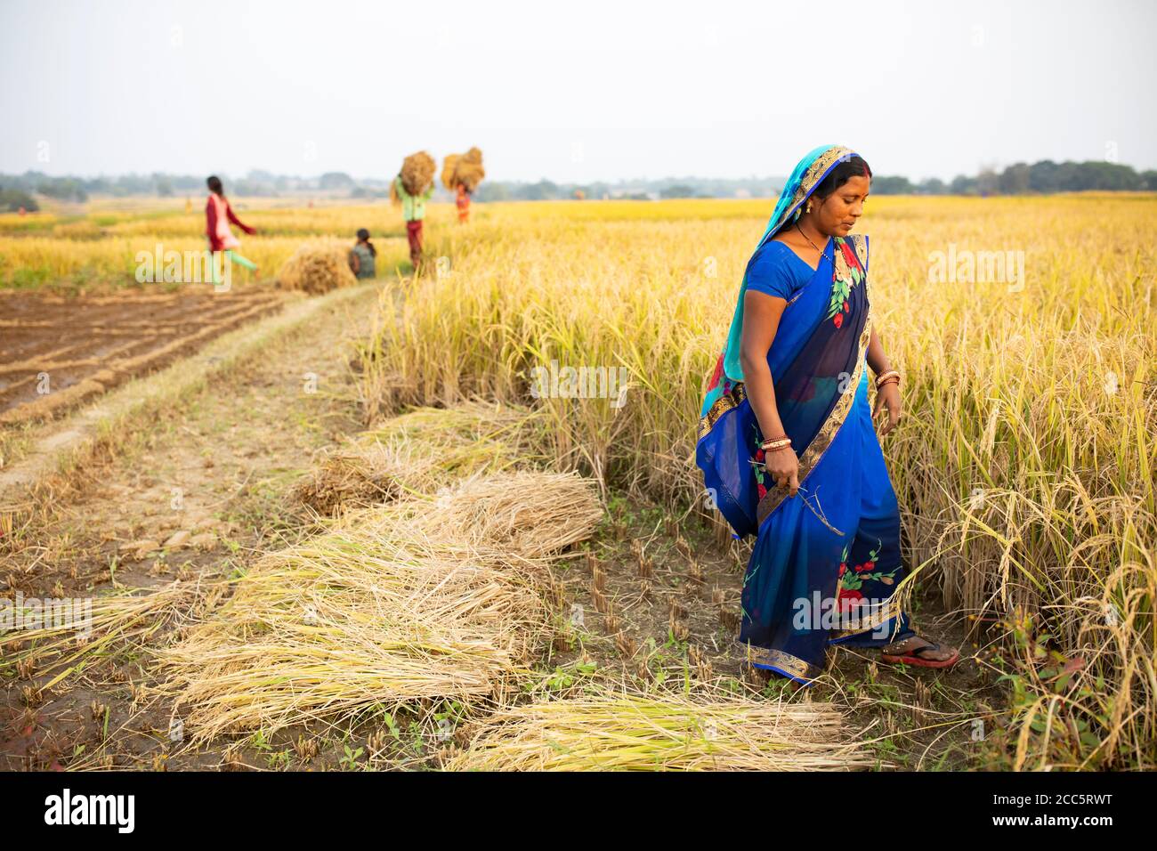 Village women cutting grass in hi-res stock photography and images - Alamy