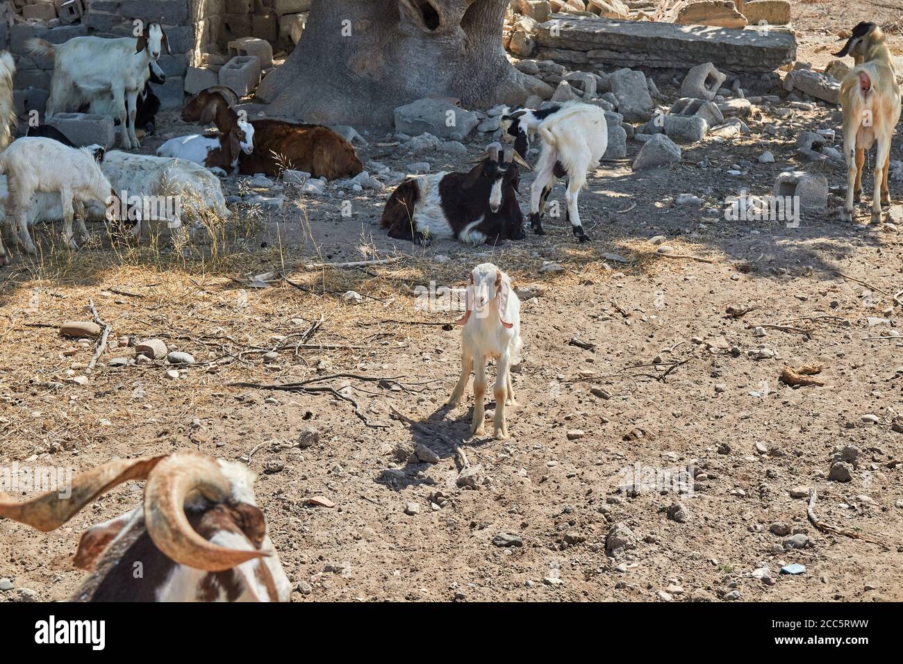 Beef goats hi-res stock photography and images - Alamy